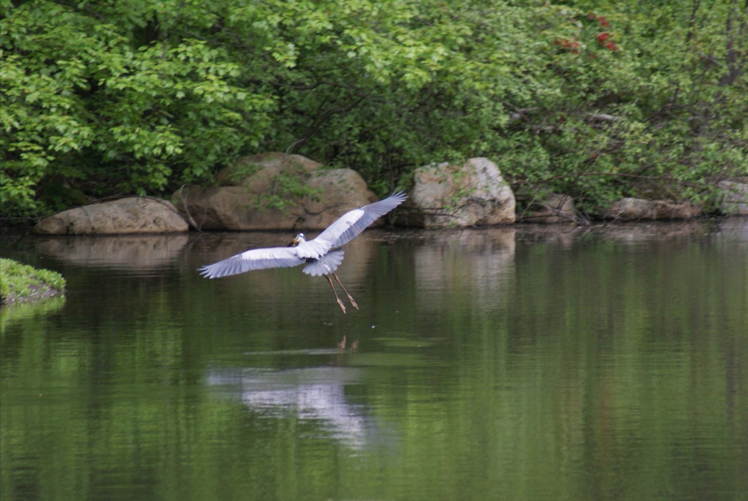 Spruce Village – Tall Timbers